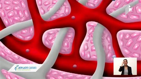 ლიმფური ძარღვები და თავის ტვინი ახალი გასაღები დაავადებათა კვლევისთვის Youtube