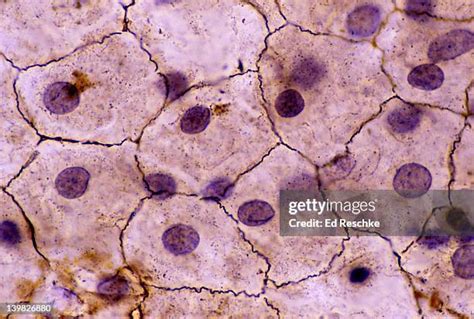 Simple Columnar Epithelial Tissue Diagram
