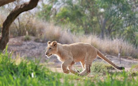 배경 화면 귀여운 사자 새끼 도보 1920x1200 그림 이미지