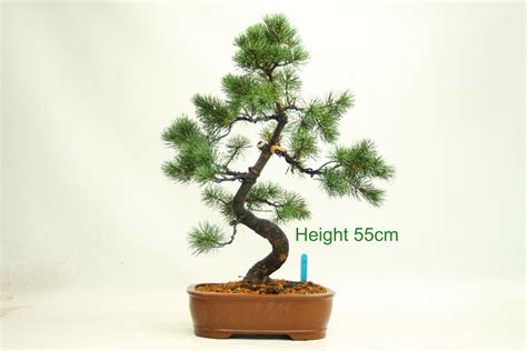 Japanese White Pine Bonsai Tree Part Trained Number ALL THINGS BONSAI