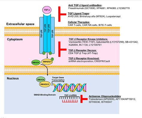 Figure from Targeting TGF β signaling in the multiple myeloma microenvironment Steering CARs