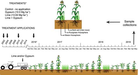Schematic Graphic Representing The Timeline Of The Field Experiment And