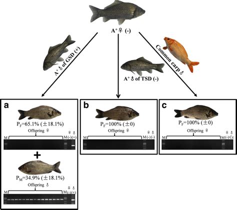 Distinct Sperm Nucleus Behaviors Between Genotypic And Temperature