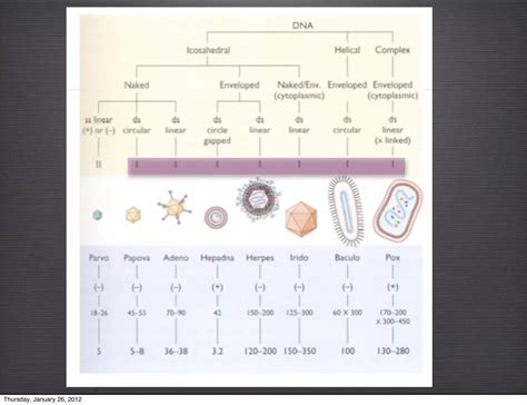 Virus Structure Classification Replication Pdf Genetics Science