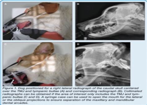 Basic Principles Of Radiographic Interpretation Of The Axial Skeleton