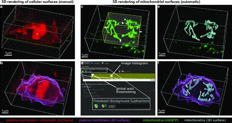 3d Rendering Of Qlp Plasma Membrane And Mitochondria In Imaris A