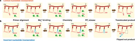 Kinetic Model Of Dna Polymerase Catalysis Proposed Kinetic Model During Download Scientific