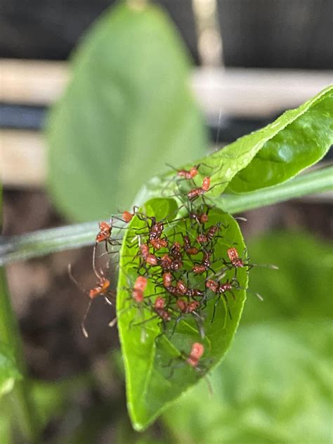 Assassin Bug Or Leaf Footed Nymph Rgardening Assassin Bug Or Leaf Footed Nymph Rgardening