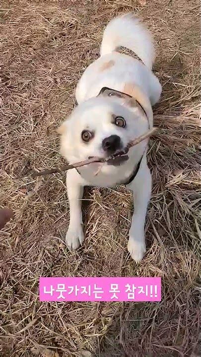 나뭇가지는 못 참지 시고르자브종 댕댕이 산책 Youtube