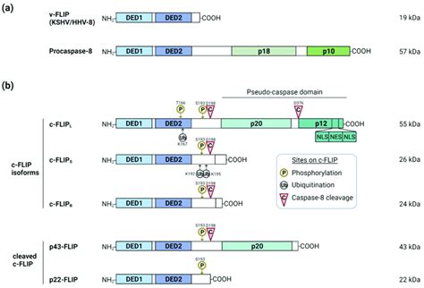 Schematic Representation Of Procaspase 8 And Flip Variants Structures