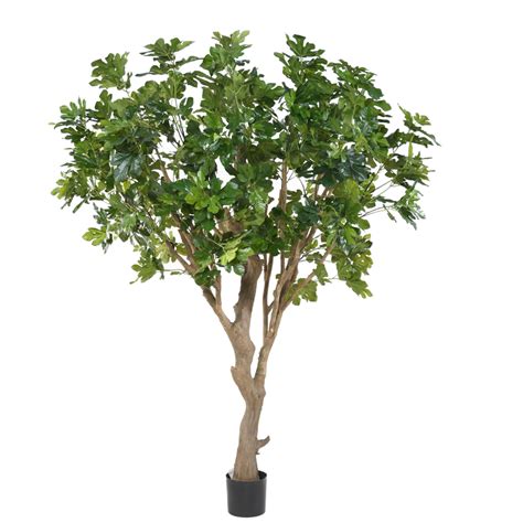 Fig Tree 260cm La Florie