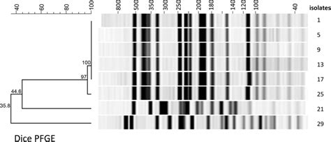 Pfge Based Typing With Gel View And Dendrogram Dice Analysis Indicates