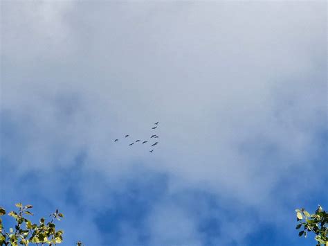 Openai Swarm Vs Microsoft Autogen By Jomsborg Lab Medium