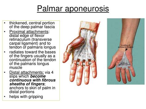 Palmar Aponeurosis