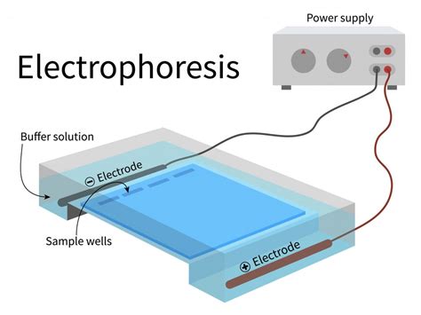 What Is A Electrophoresis Buffer At Timothy Clifton Blog What Is A Electrophoresis Buffer At Timothy Clifton Blog