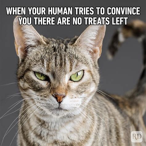 Cat Toilet Paper Meme Hài Hước Với Thú Cưng Và Giấy Vệ Sinh