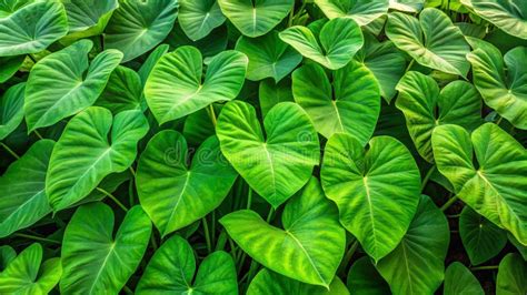 Thriving Chinese Yam Plants Showcase Lush Green Foliage In Ideal