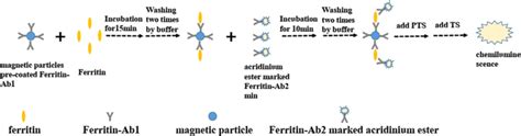Schematic Of Microfluidic Chemiluminescence Immunoassay For Ferritin Download Scientific