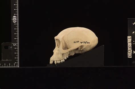 Theropithecus Gelada Gelada Baboon Theropithecus Gelada Gelada Baboon