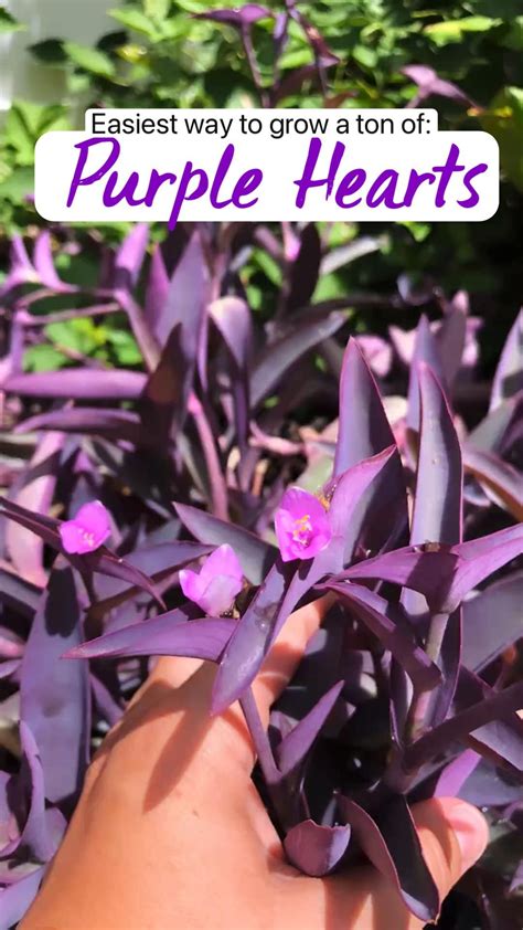How To Get Rid Of Purple Heart Plant Artofit