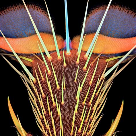 Olympus Bioscapes Digital Imaging Competition Microscopic Images Time