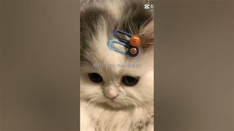 학원체크 ☁오리찡 공쥬🍀음원 사진 네이버 Youtube