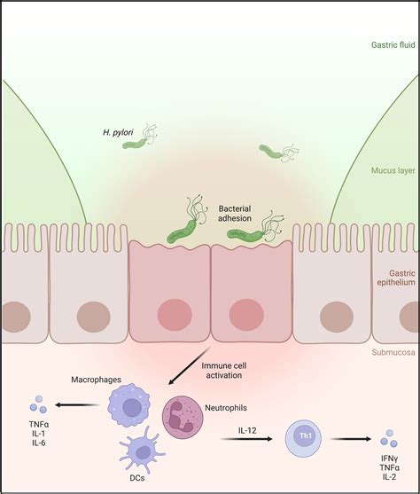 Frontiers Effects Of Helicobacter Pylori Adhesin Hopq Binding To Ceacam Receptors In The Human