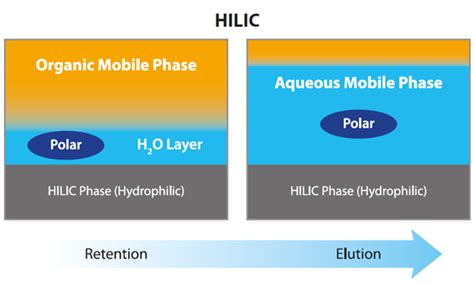 Understanding The Hilic Separation Method In Liquid Chromatography Laboratory Talk