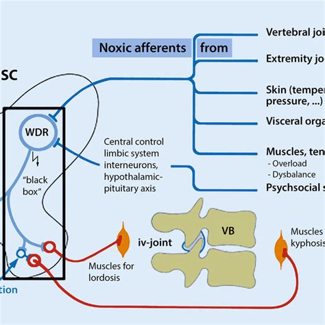 8 Model Of The Neurophysiology Of Segmental Dysfunctioncomment The Download Scientific
