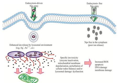 Schematic Comparison Of Nps Induced General Toxicity Via Active