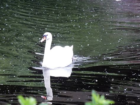 Jurnal Unui Desculț Lebede Albe Negre Padurea Vedea Rustic Red Hotel Black Swan