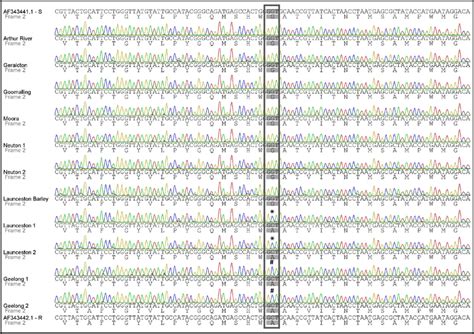 Multiple Sequence Alignment Of The Cytb Gene Sequence And Its Download Scientific Diagram