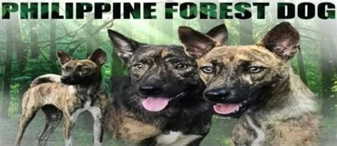 Asong Gubat Endorsed As Philippines Official National Dog Breed