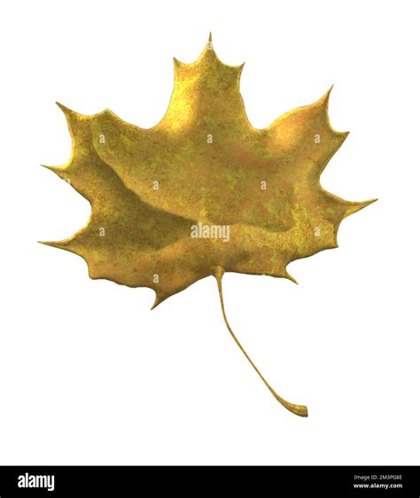 Gold Maple Leaf Stock Vector Image And Art Alamy