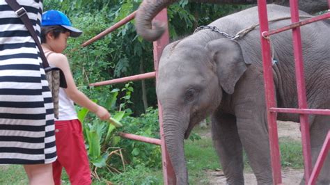 코끼리 트레킹 네이버 블로그