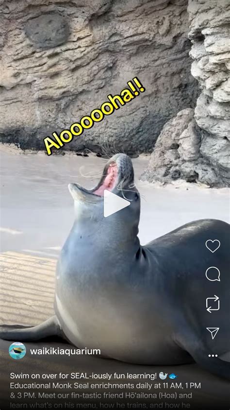 UH Mānoa globally recognized for excellence in academics research sustainability University