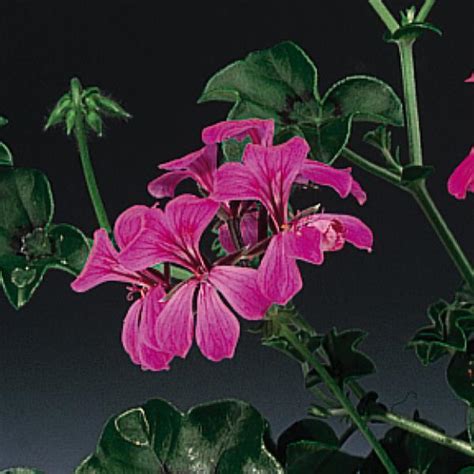 Geranium Seeds Ivy Geranium Seeds Trailing Geranium