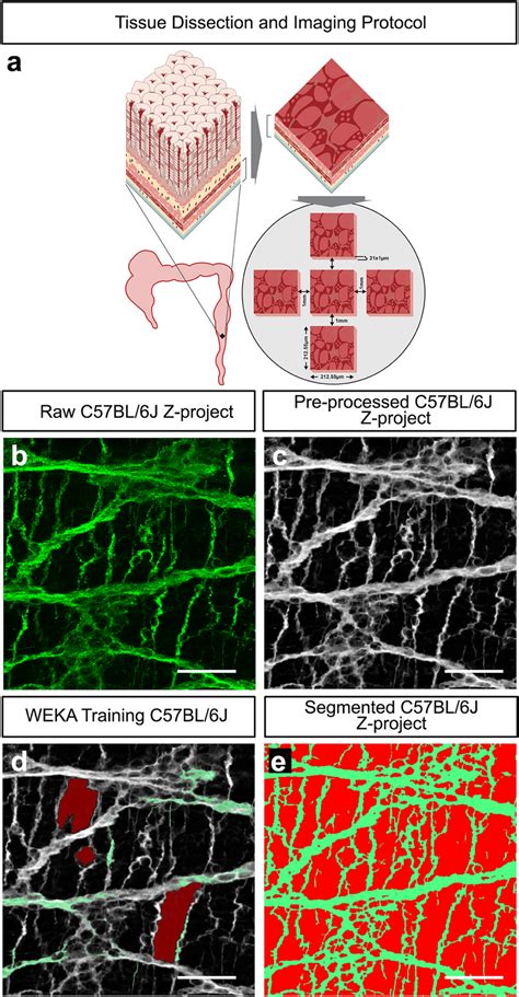 imaging and segmentation protocol for high throughput machine learning