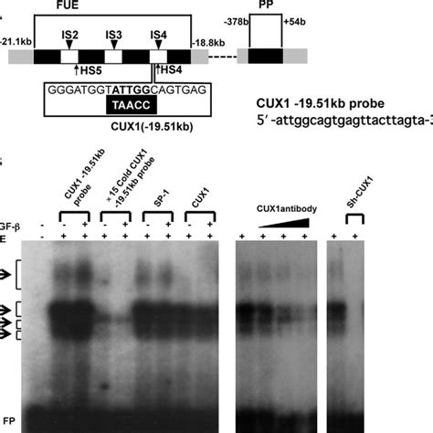 Electrophoretic Mobility Shift Assays Emsas Revealed That Cux1 Binds Download Scientific
