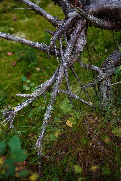 The Roots Of A Tree In A Swamp In The Forest Stock Image Image Of Plant Marsh 228190901