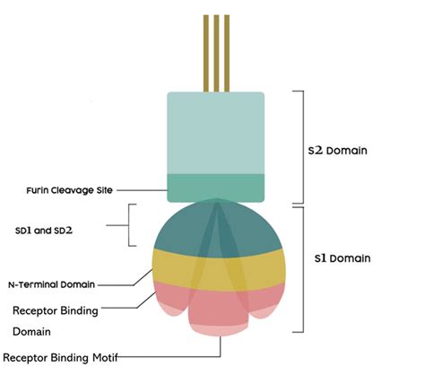 Details Of Domains In The Structure Of Sars Cov 2 Spike Protein The Download Scientific