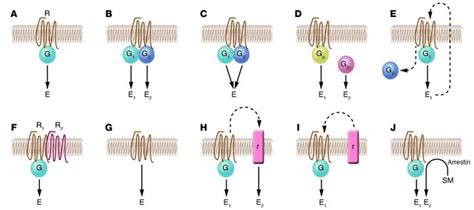 Jci Cardiac 7 Transmembrane Spanning Domain Receptor Portfolios