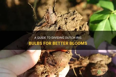 A Guide To Dividing Dutch Iris Bulbs For Better Blooms ShunCy