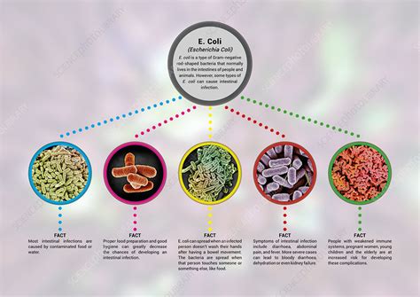 E Coli Infographic Stock Image C0437574 Science Photo Library