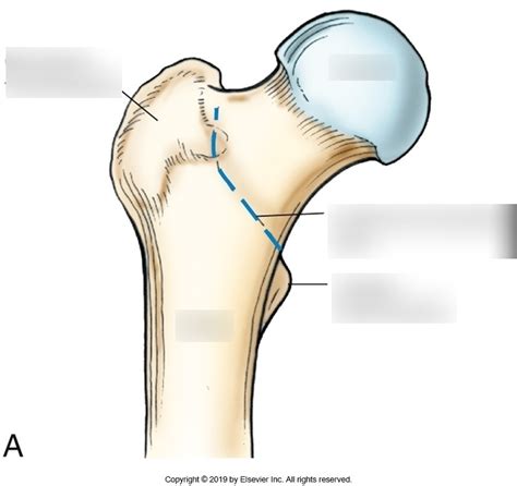 Proximal Right Femur Anterior Aspect 8 4a Diagram Quizlet