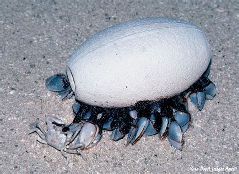 Ocypode Pallidula Hawaii