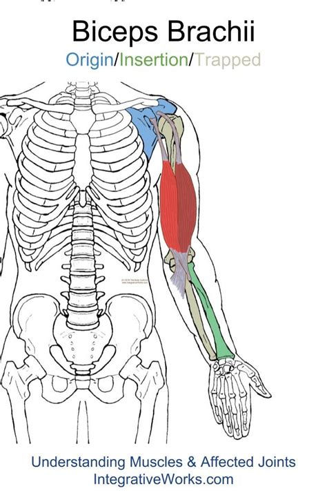 Pin On Trigger Point Therapy