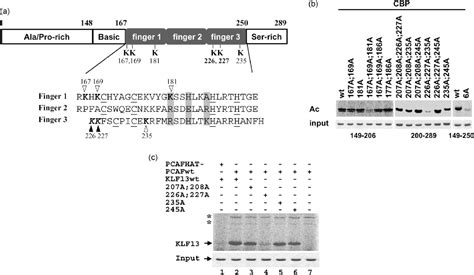 Figure 1 From Functional Interplay Between Cbp And Pcaf In Acetylation