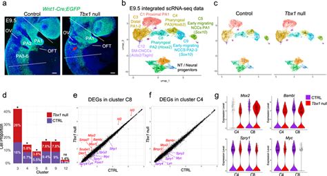 Upregulation Of The Bmp Pathway And Downregulation Of The Mapk Pathway