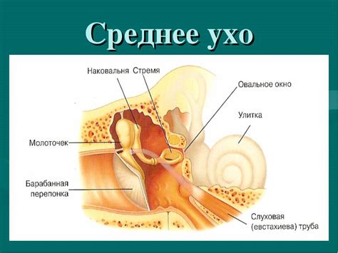 Строение уха человека: схема органа слуха